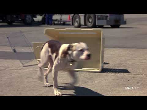 Trailer | HOMEWARD BOUND II LOST IN SAN FRANCISCO | Starzplay