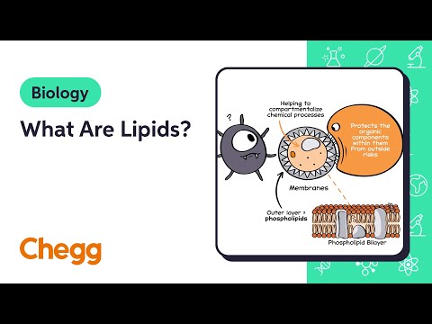 What Are Lipids? | Biology