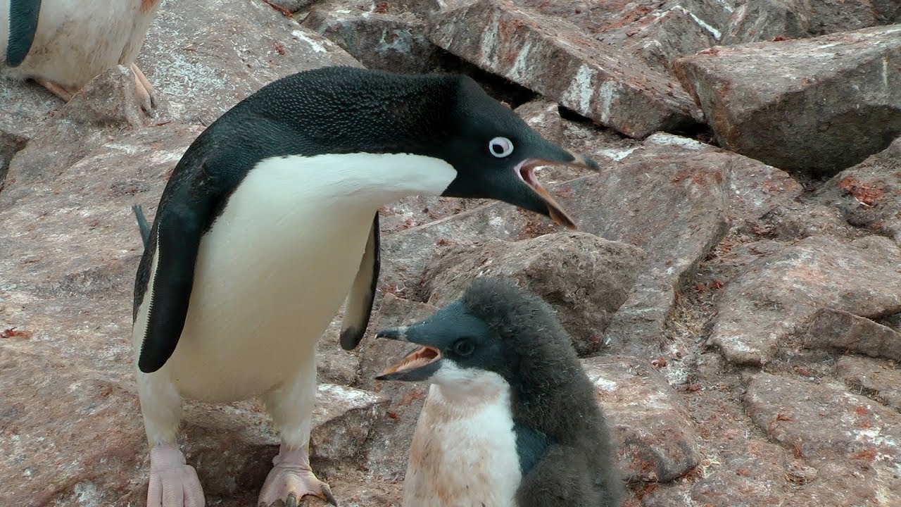 Adélie Penguins, Paulet Island, Antarctica