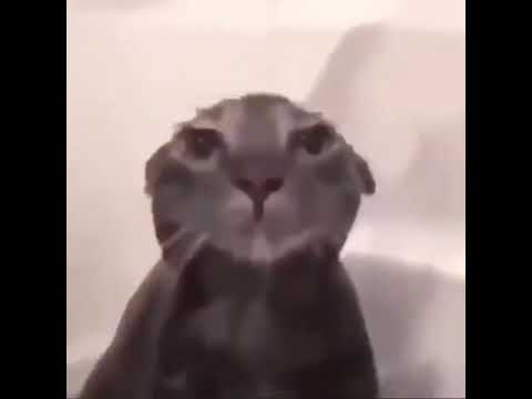 does anyone know this cats name