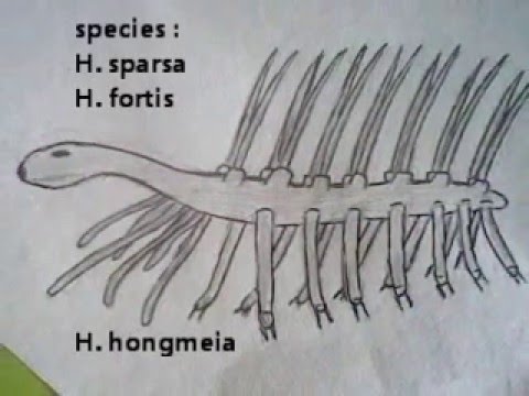 My drawings, Episode I part 1 : Cambrian