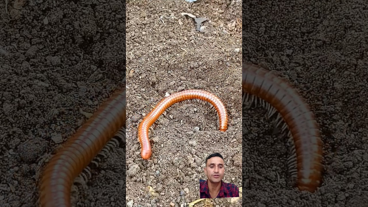 #animals #nature #centipede #insects #worms #wildlife