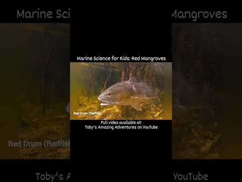 Marine Science for Kids: What Are Red Mangroves? (Habitat, Prop Roots, Safety, Reproduction & More!)