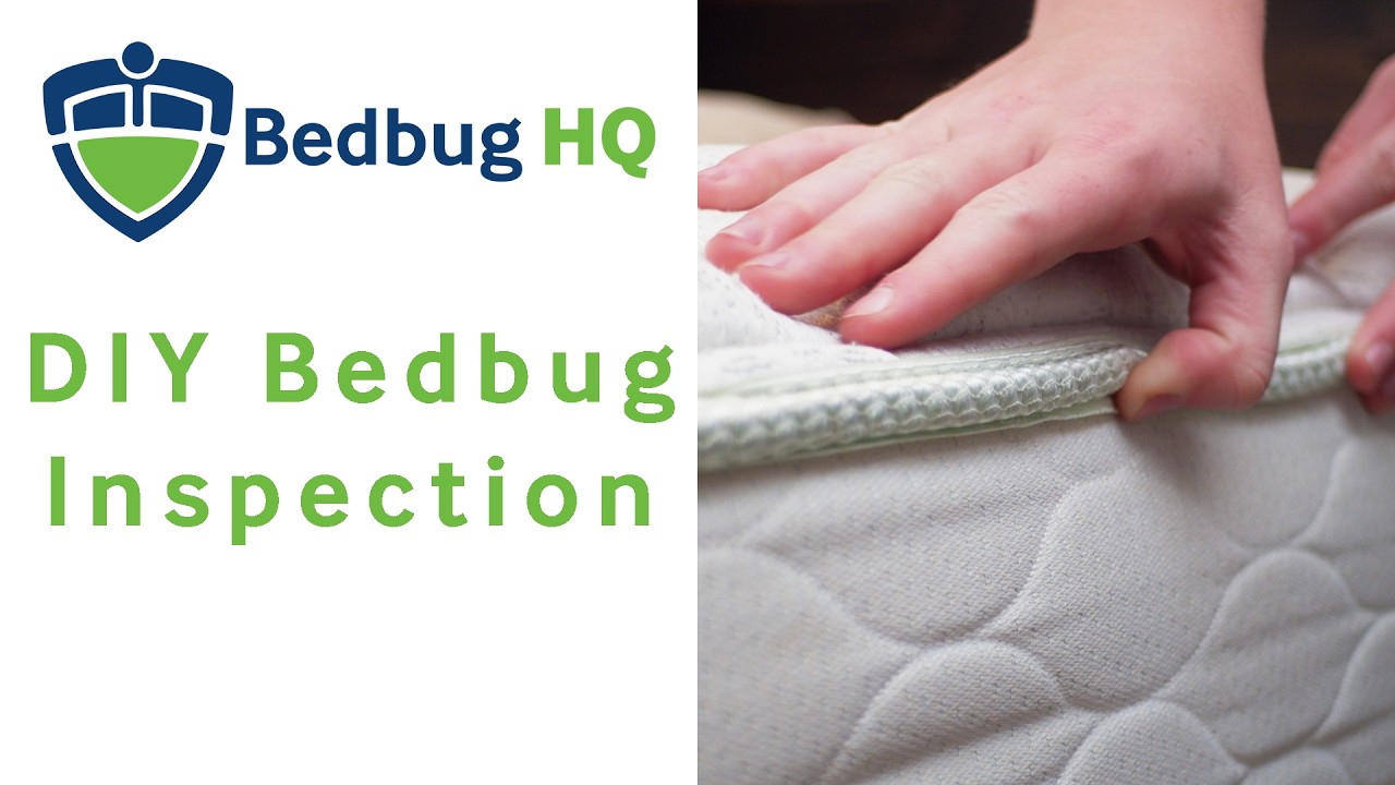 Do-it-yourself bedbug inspection
