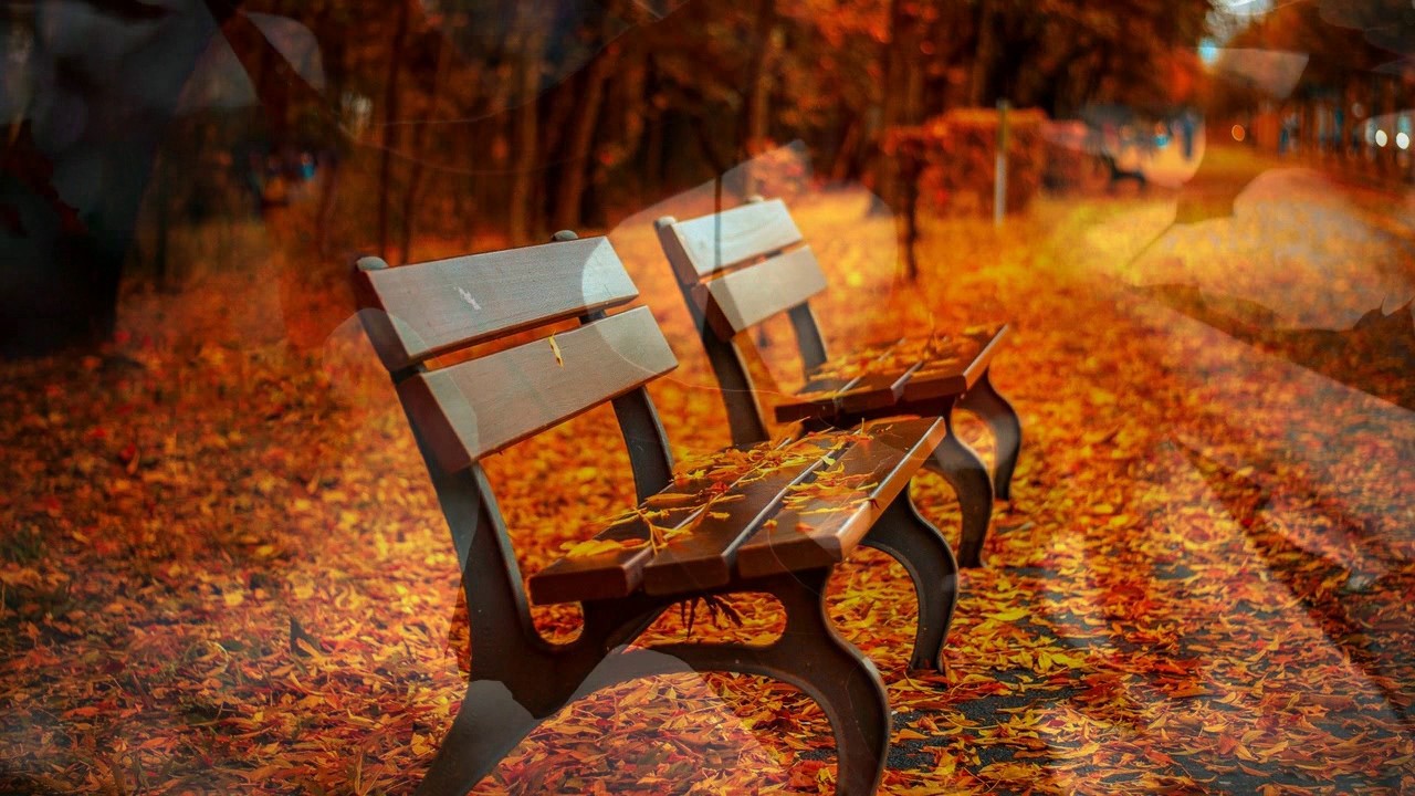 Autumn Trees Wallpaper || Fall Trees Wallpaper