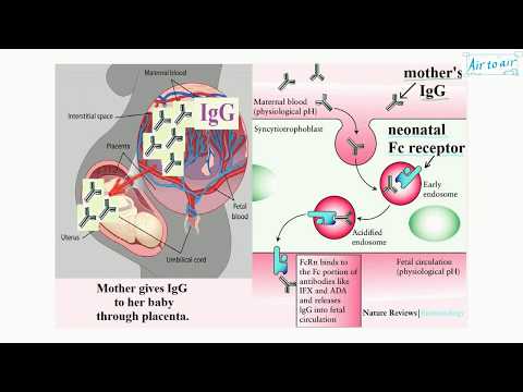 neonatal Fc receptor (English) - Medical terminology for medical students -