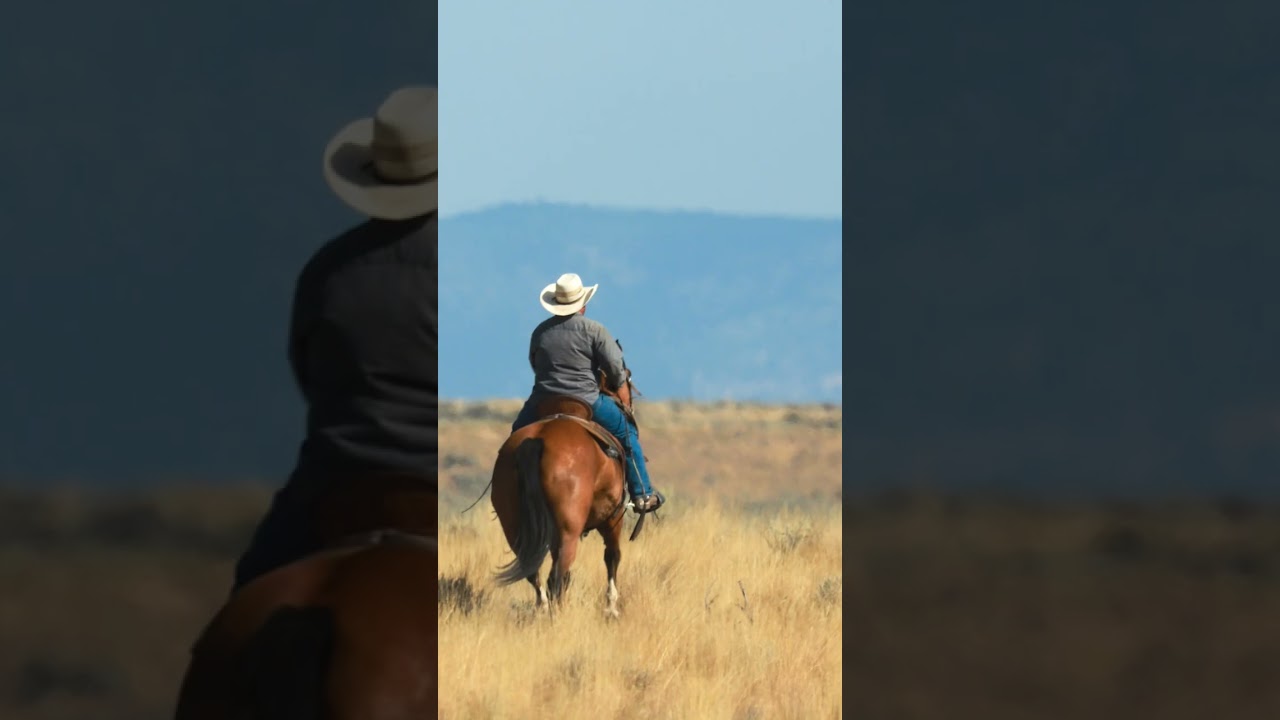 SUMMER GATHER // Ranch horses to go to work gathering pairs off the range
