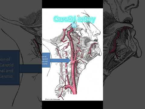 CAROTID ARTERY - MEDICAL DEFINITION | Medical Consecutive Interpreting