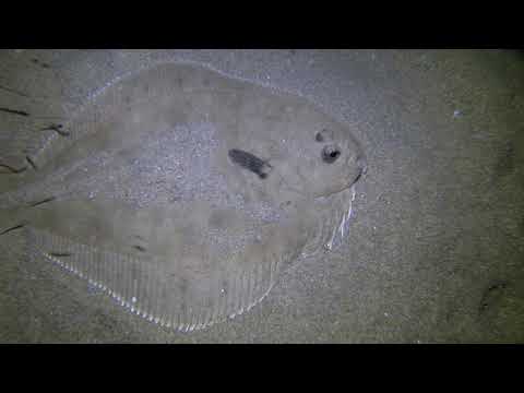 Master of Camouflage: Flounder Fish Perfectly Blends in With Victoria Seabed