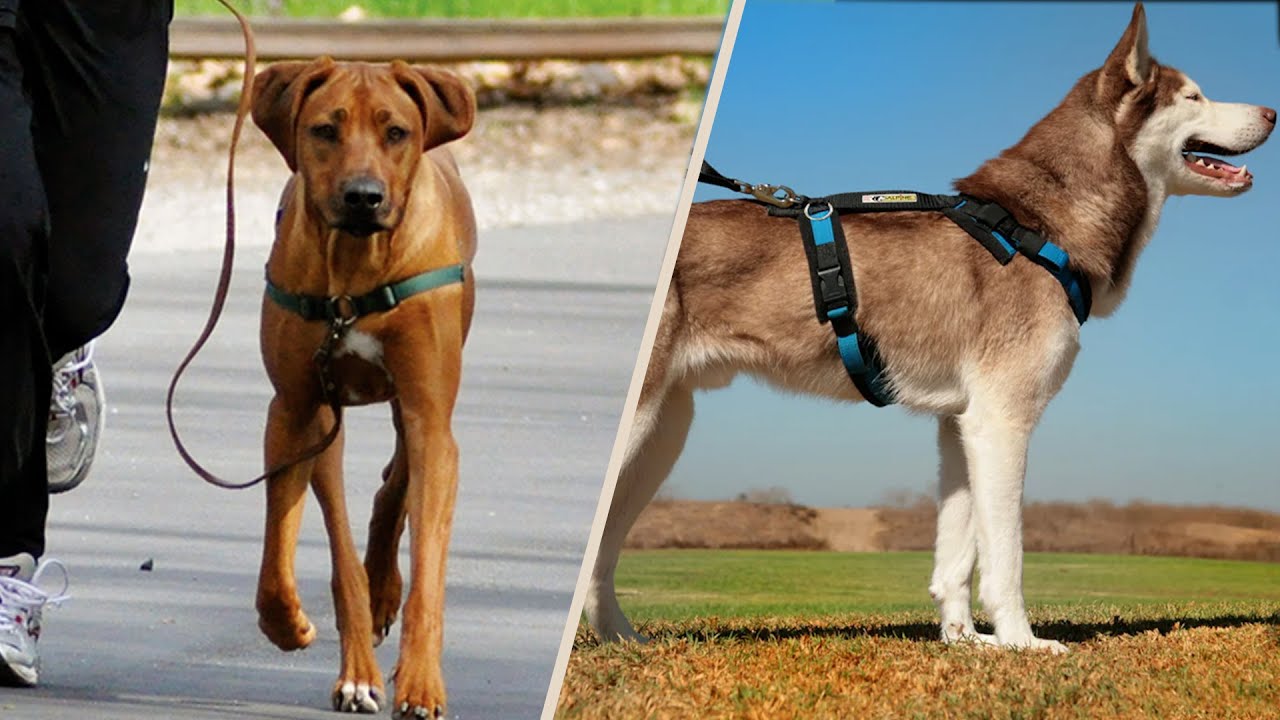 Dog Harness Front Clip Vs Back Clip - Which is Right for Your Dog?