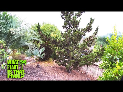 Juniperus Chinensis (Hollywood Juniper) its TWISTED, RUSTIC form makes this a GREAT Landscape Accent