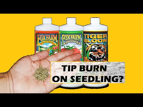 Fox Farm Causing Tip Burn On Your Cannabis Seedlings?