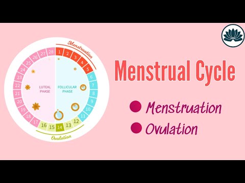 Menstrual Cycle | Ovulation | GCE O Level | Biology