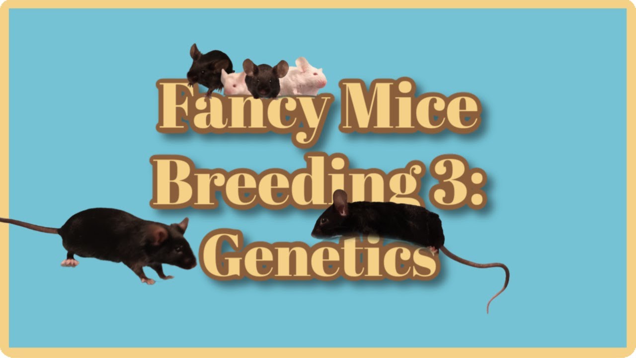 Fancy Mice Breeding 3 Genetics Introduction