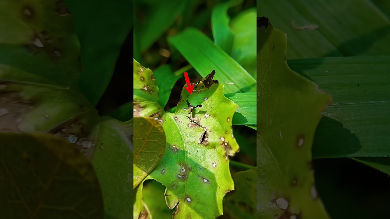 common fruit fly 🪰 macro photoshoot 📸...#shorts #macro #photoshoot