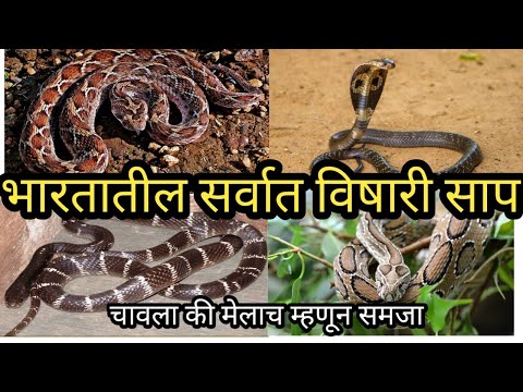 Indian venomous snakes in Marathi