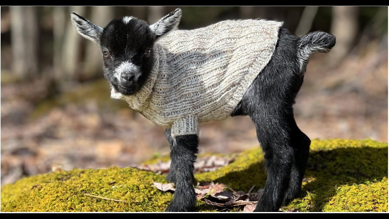 Cozy goats in sweaters!