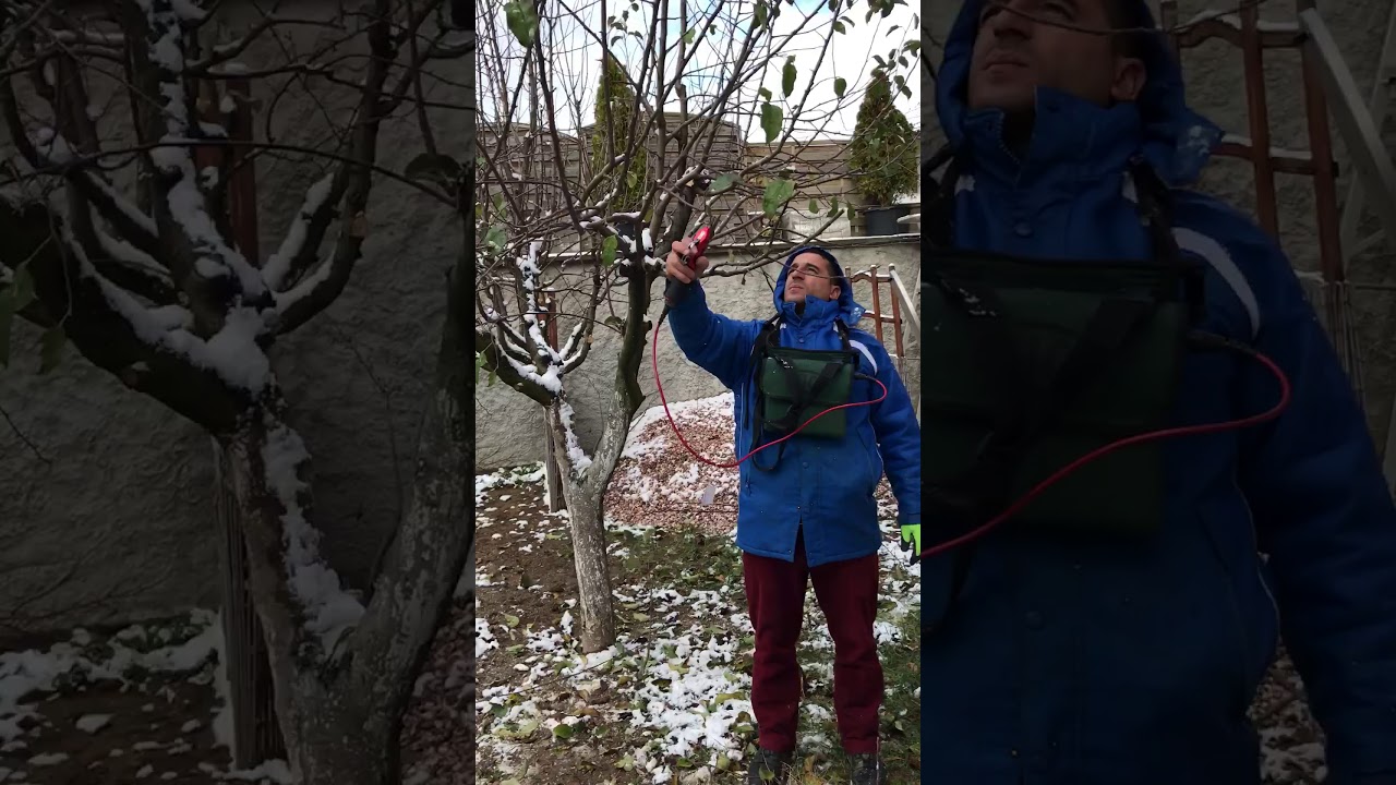 Krasitja e pemeve frutore