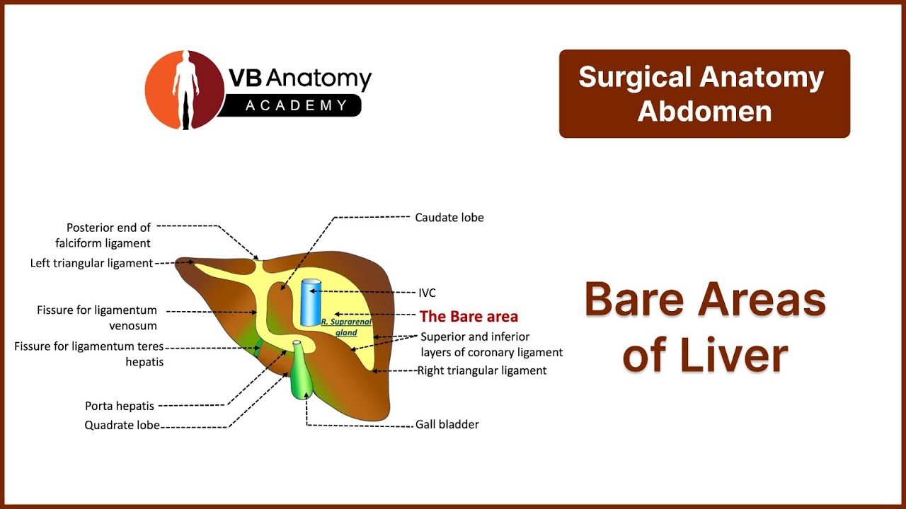 A Closer Look at the Bare Areas of the Liver: Anatomy Essentials