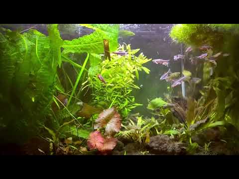 Mostly native fish, riffles habitat compatibility question - General ...