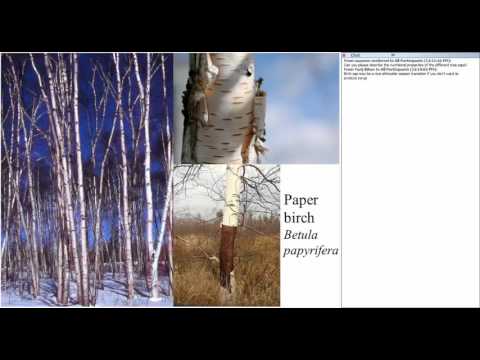 More than maple: syrup opportunities from birch and walnut