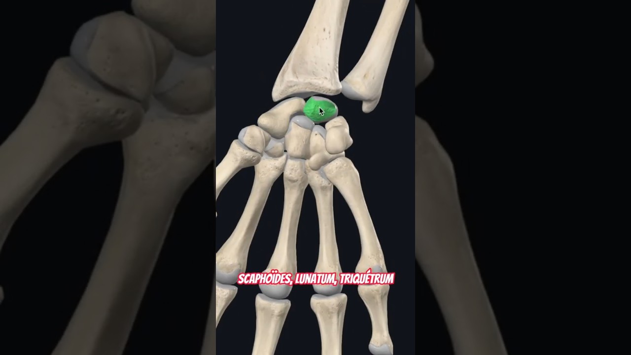 Human anatomy: carpal bones explained