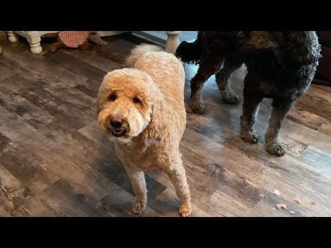 What is “Cobbing” behavior in dogs, and other info. Roxie gets pre groomed Part 1 of 2.