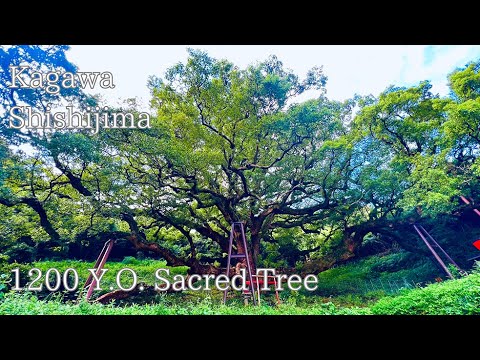 Japan, Kagwa, Shishijima - Capturing the Beauty of 1200 Years Old Giant Camphor Tree.