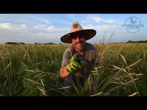 Habitat Tip: Harvesting Porcupine Grass Seed