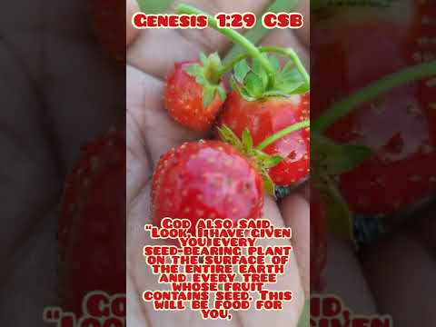 I Love Strawberries 🍓. Genesis 1:29. #shorts #ebibleclub
