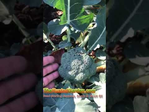 How to Get Larger Broccoli Heads & What Causes Flowering: 60 Seconds or Sow Garden Videos #shorts