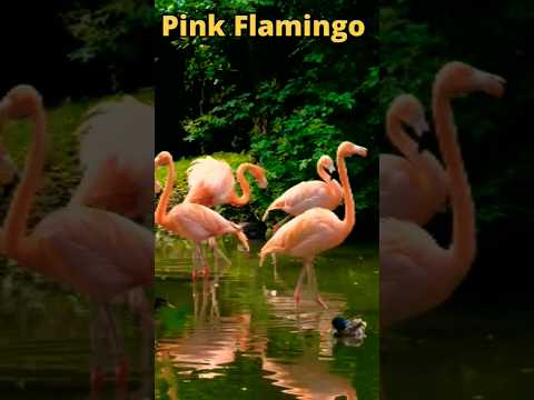 Pink flamingo 🦩flamingo Birds 🦅