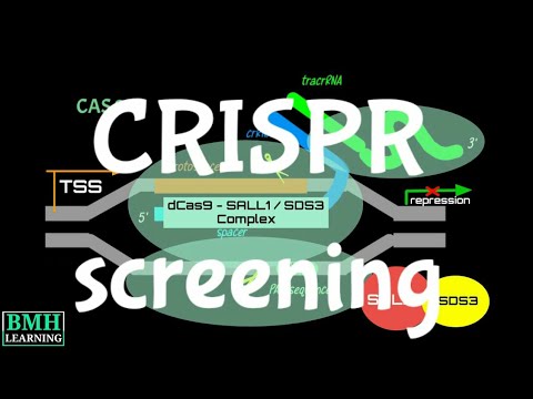 CRISPR Screening | CRISPR Knockout | CRISPRi | CRISPRa |
