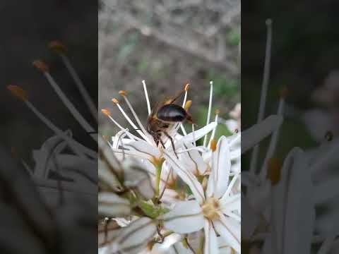 Asphodel offer nectar to bee/plantes mellifères