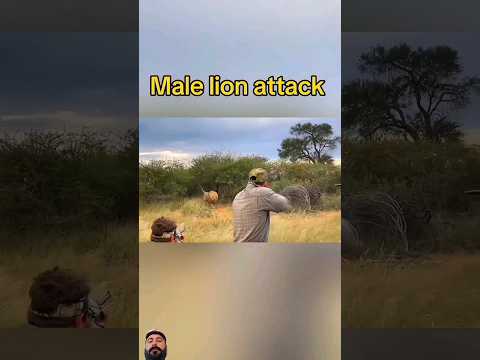 Mail Lion Attack #huntlife