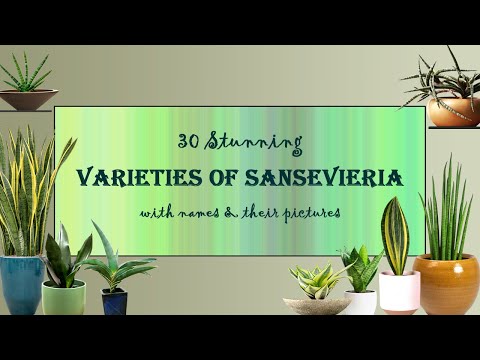 30 Stunning varieties of SNAKE PLANT | Beautiful Hardy Outdoor & Indoor plant | Types of Sansevieria