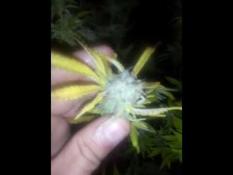 darkstar outdoor
