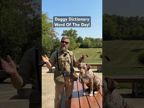 What is A Gyp? | Doggy Dictionary Word Of The Day #puppytrainingbasics #dog #puppy