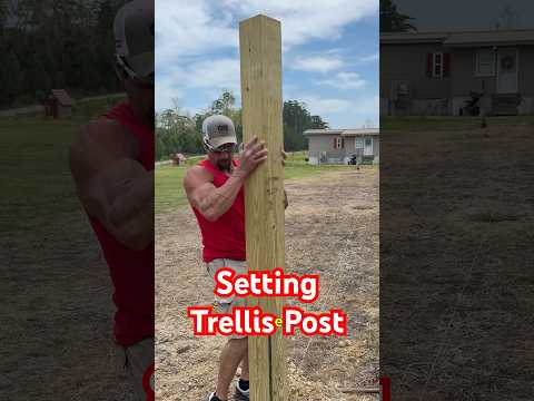 How To Set 6x6 Post #trellis #diy #garden #homestead