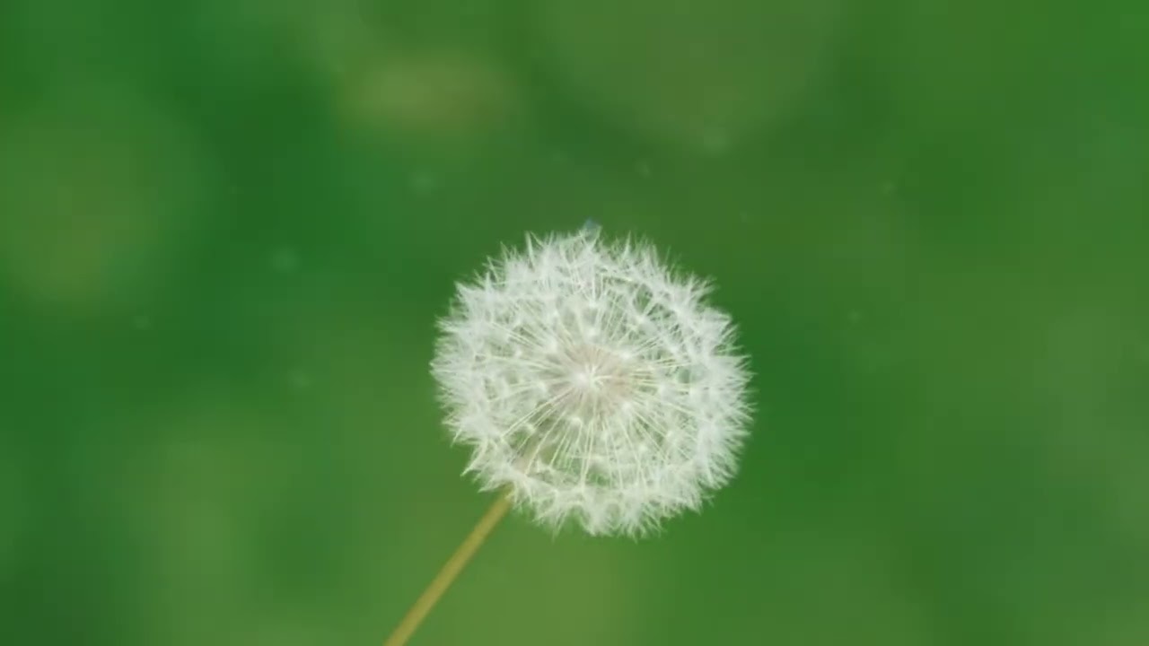 Dandelion - Plex Movie Pre-Roll