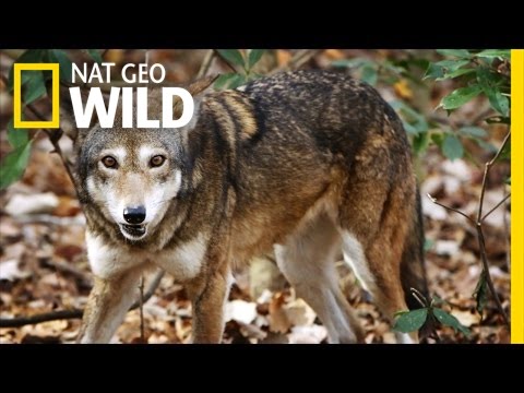 Howlin' Good Time | United States of Animals