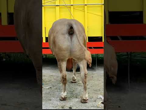 Sapi Berak di Pasar Hewan