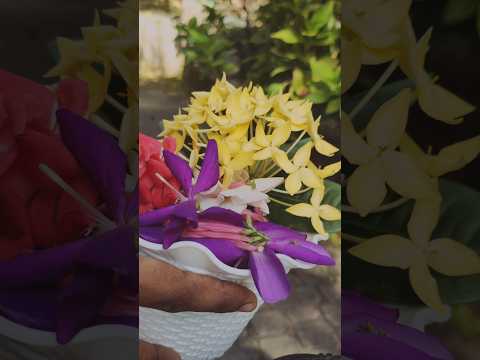 Pressed Flowers: The Art of Spring Preservation