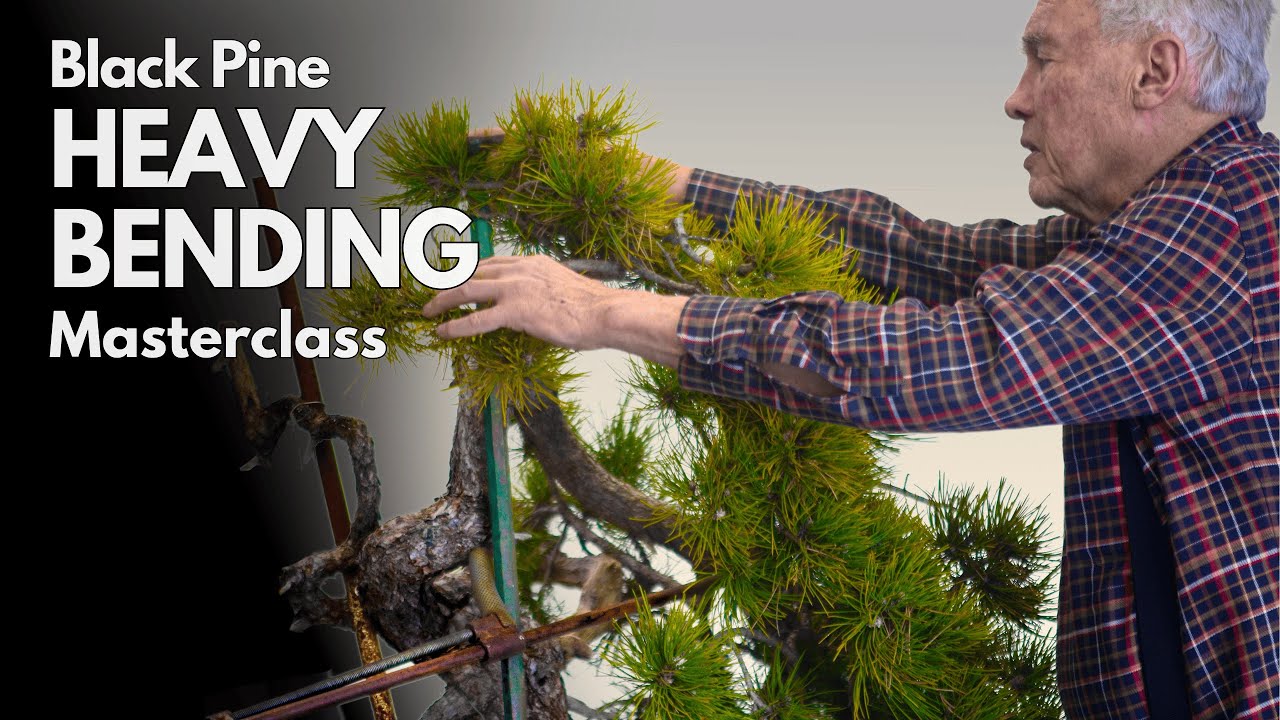 Heavy Bending Black Pine Yamadori with a Jack Tool – Walter Pall Masterclass