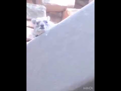 Screaming rat meme