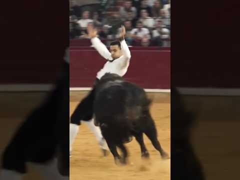 Inside the Spanish Bullfight: The Art of the Bull and Matador