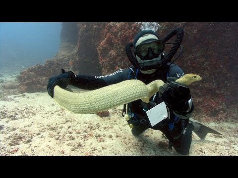 How sea snakes avoid predators | Dear Kitty. Some blog