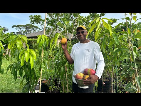 How To Graft A Mango Tree: Step-by-Step Guide For Delicious Fruits 🥭🥭🥭🥭