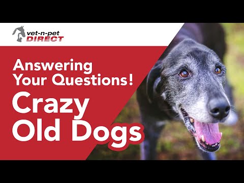 Crazy Old Dogs: Answering your questions about Doggy Dementia