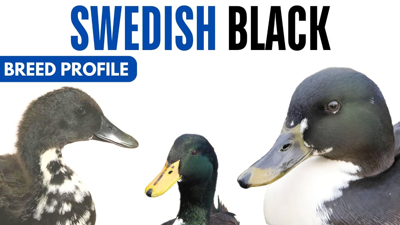 Swedish Black Duck Breed Profile History Health Issues - Swedish Black Duck Egg Ratio Lifespan